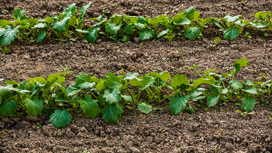 Let nature help your soil to achieve the highest yield possible | Väderstad