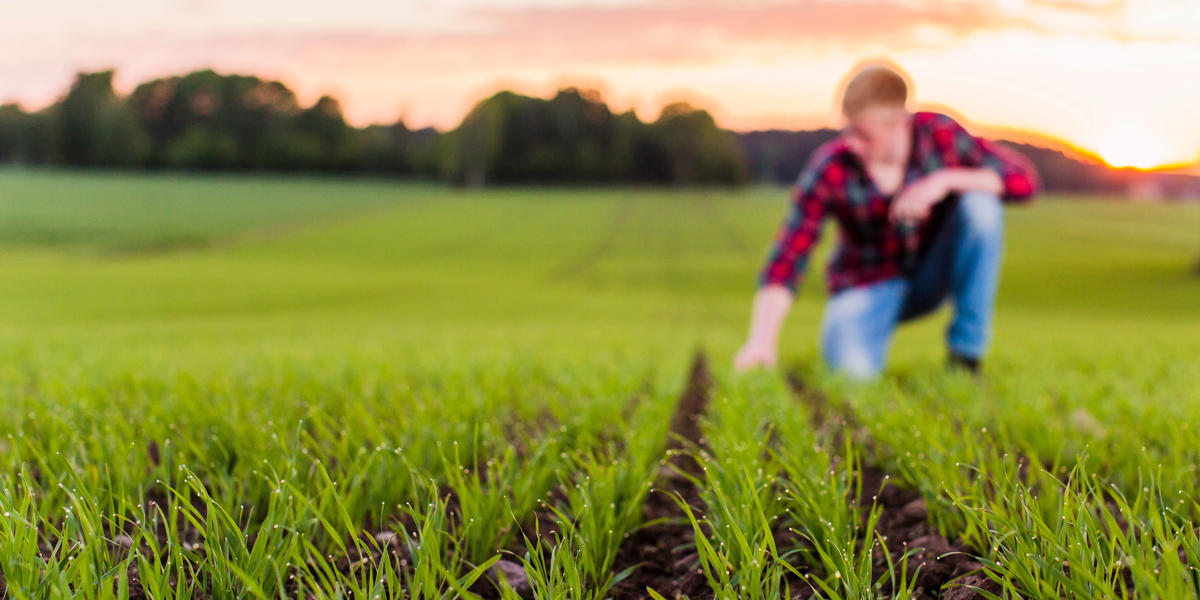 Optimized Crop establishment – every crop counts | Väderstad