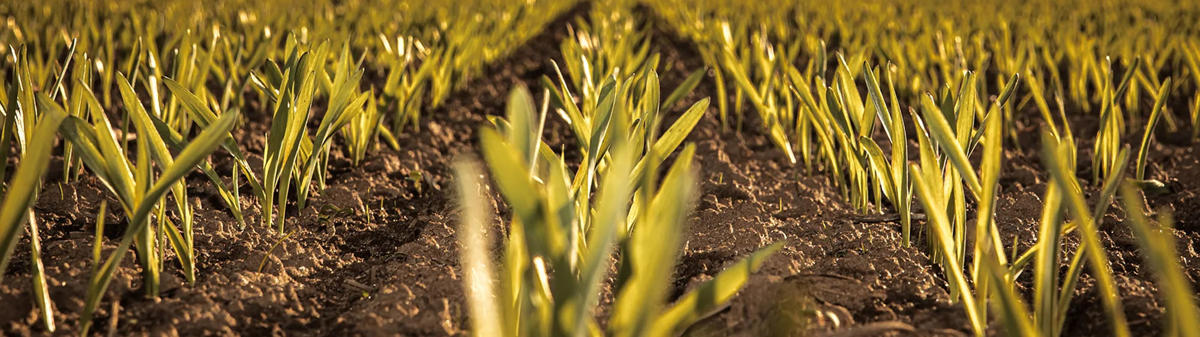 410mm seed disc - 159937