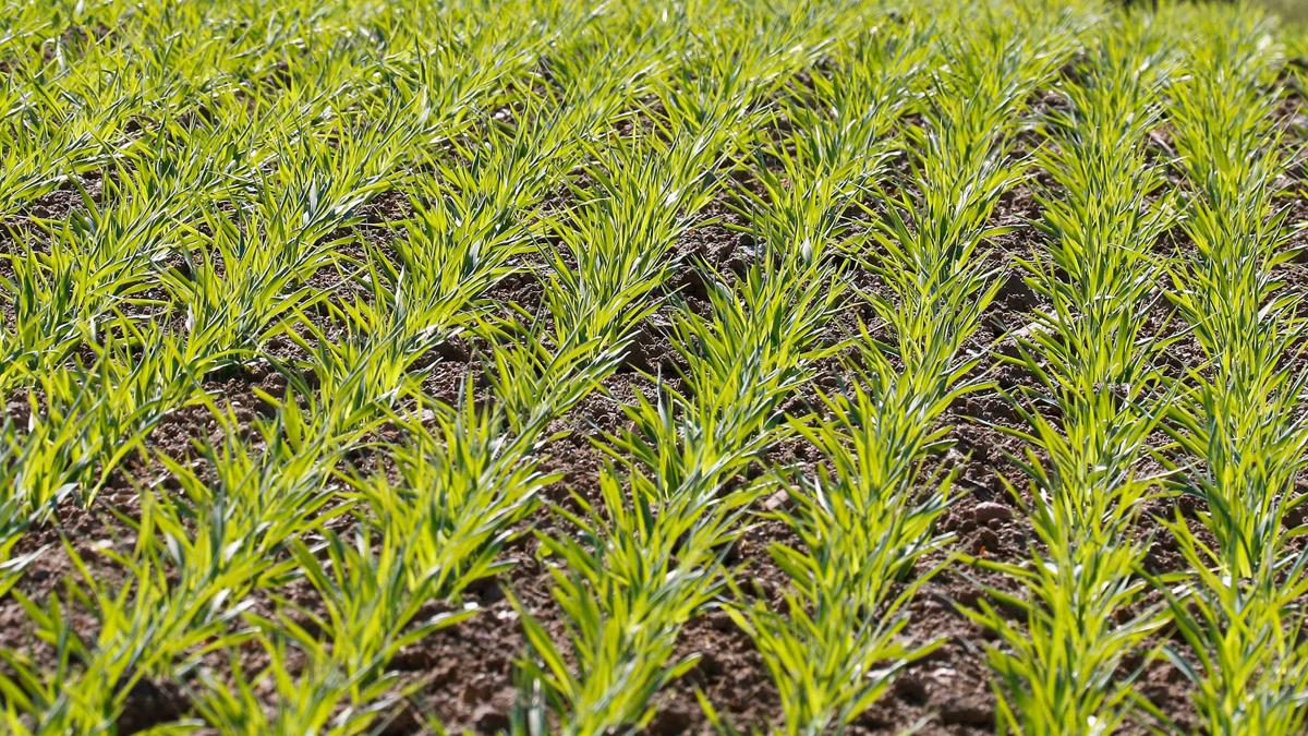 Maximum yield with narrow row spacing (125mm) | Väderstad