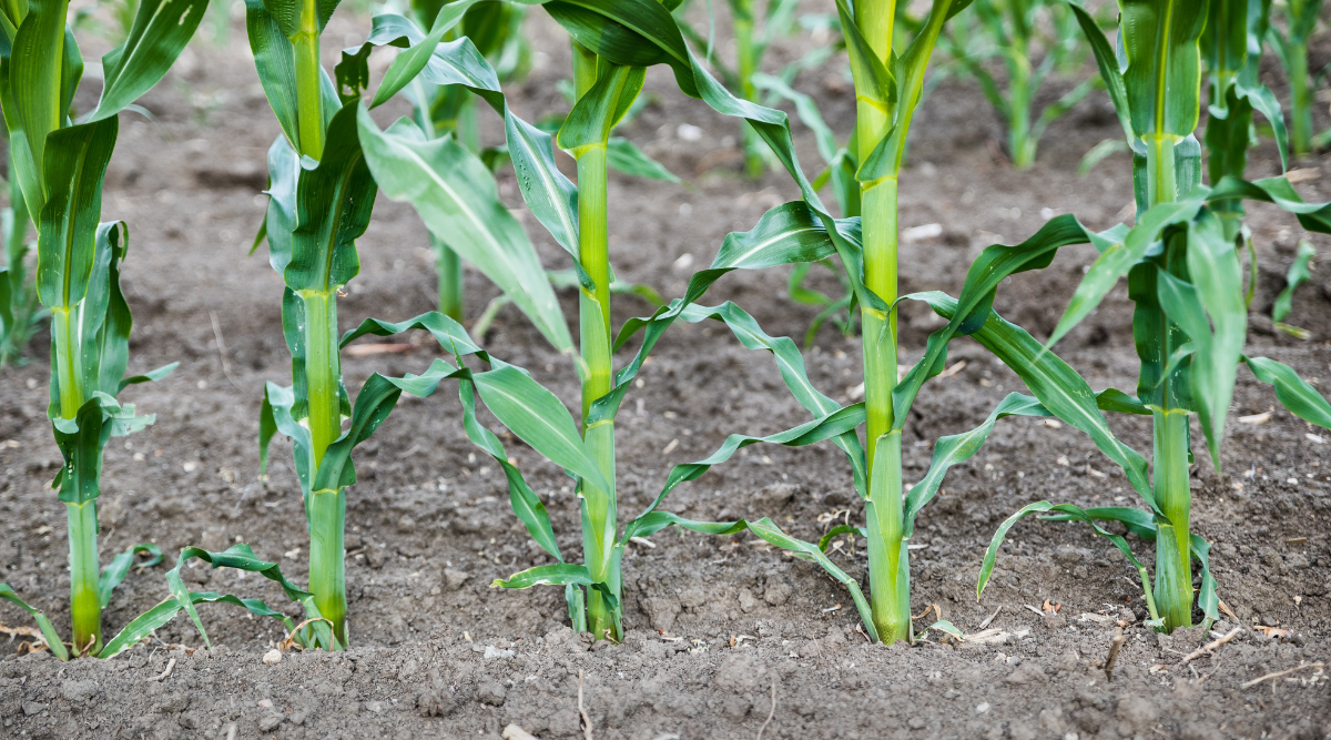 Emergence Testing in Corn: Ensuring Precision Planting and Optimal Yield