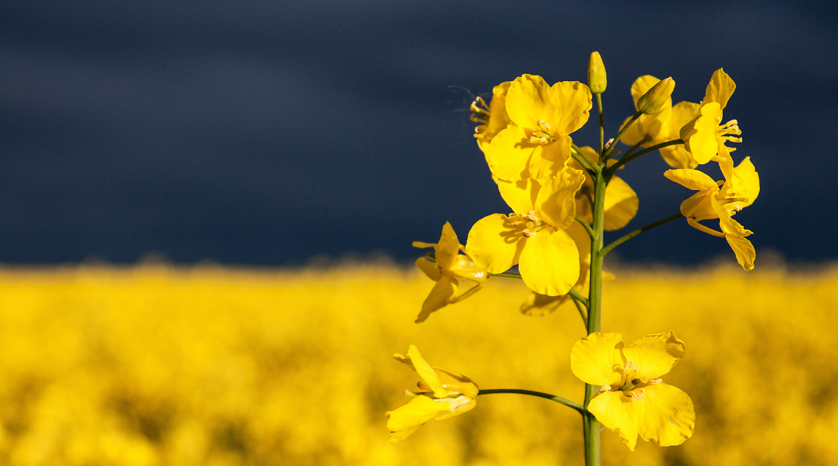 Avoiding Summer Heat Stress