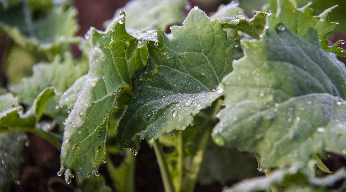 Canopy Closure for Cultural Weed Control | Väderstad